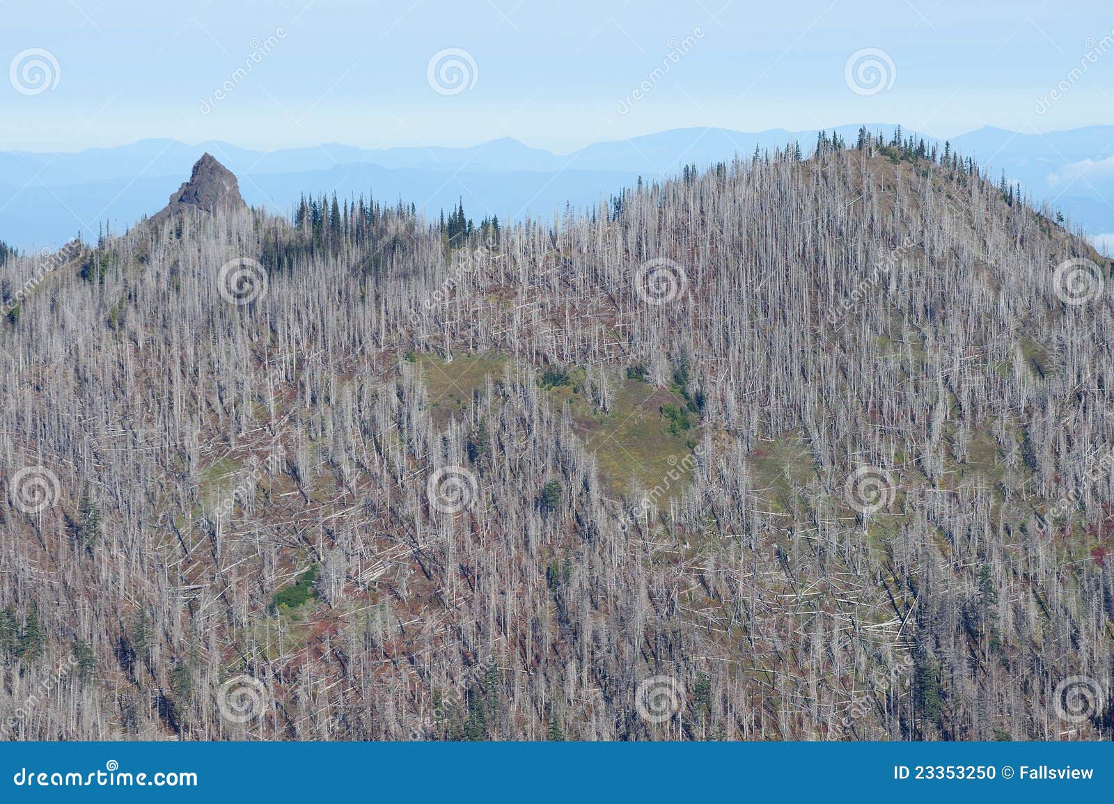 Dead forest stock photo. Image of summit, forest, olympic - 23353250