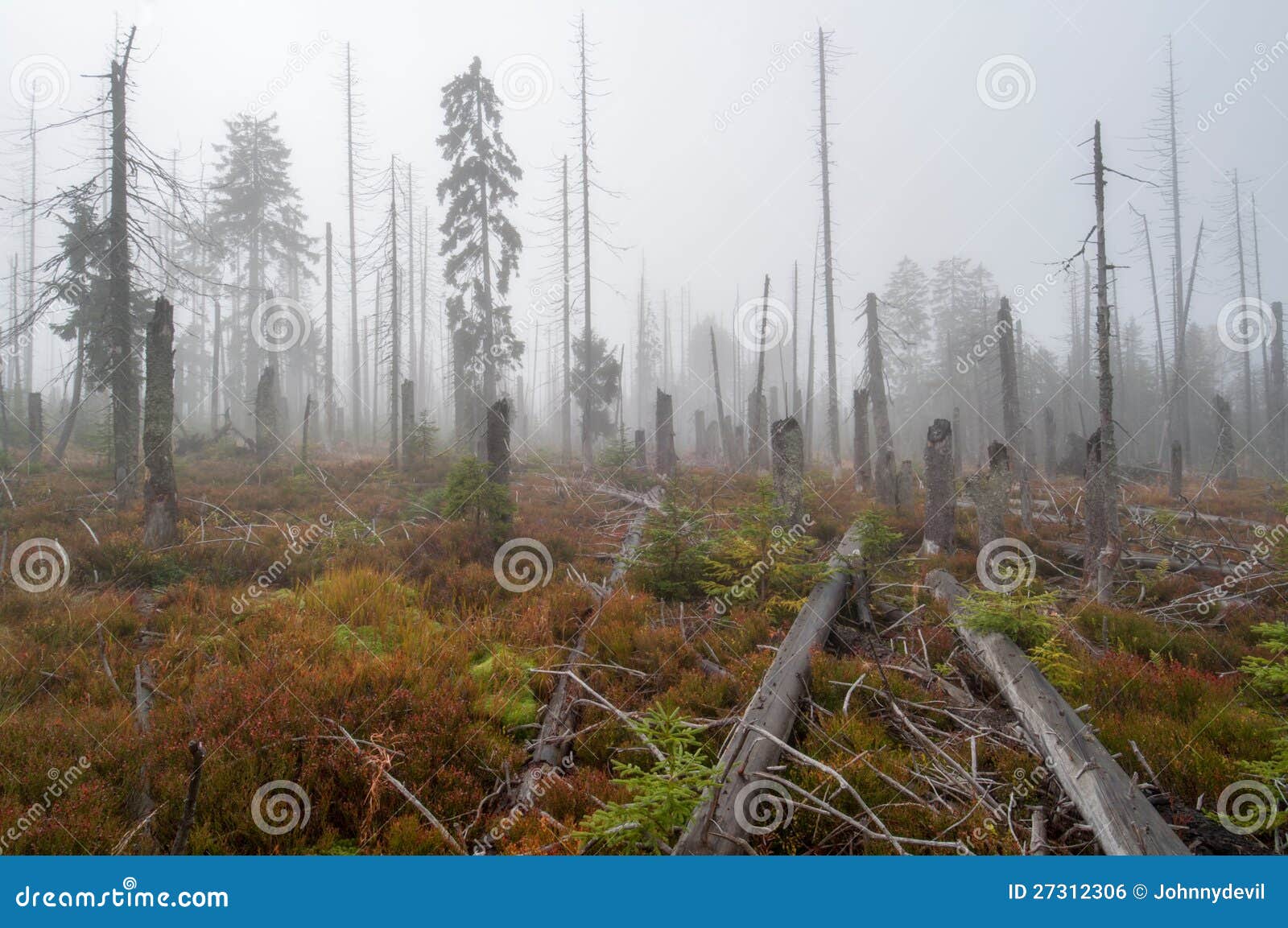 Dead Forest stock photo. Image of haze, beech, bark, branch - 27312306