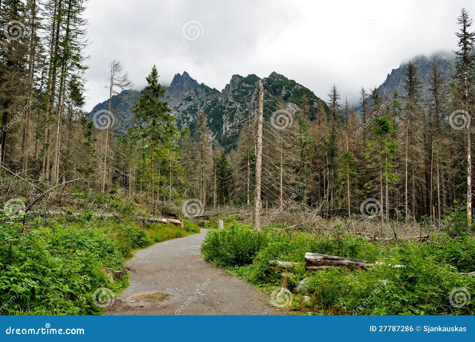 Dead forest stock photo. Image of clouds, peak, landscape - 27787286