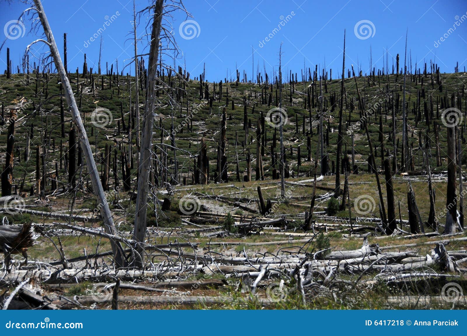 Dead forest stock photo. Image of burnt, destroyed, charred - 6417218