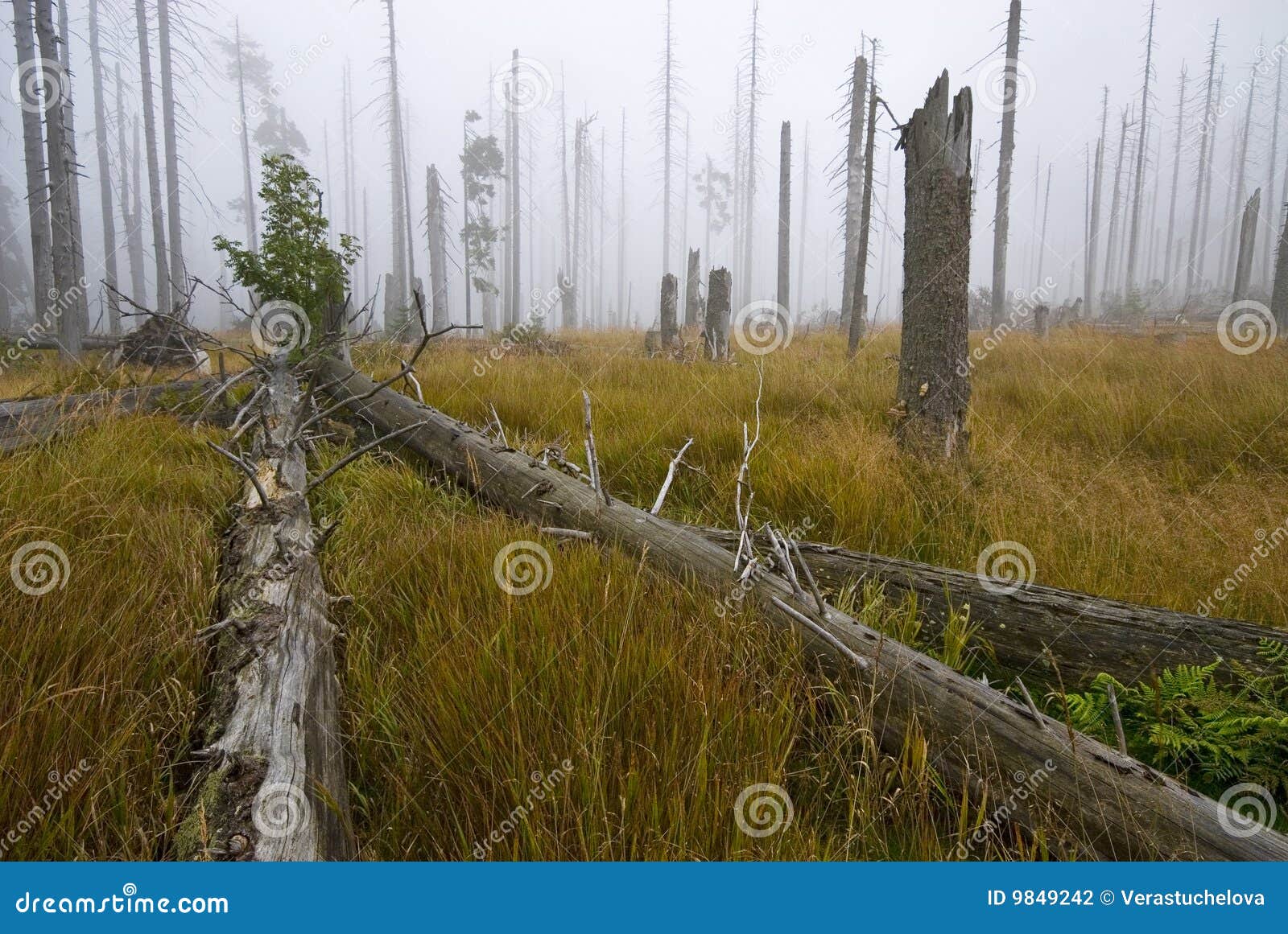 Dead forest stock photo. Image of silhouette, nature, environment - 9849242