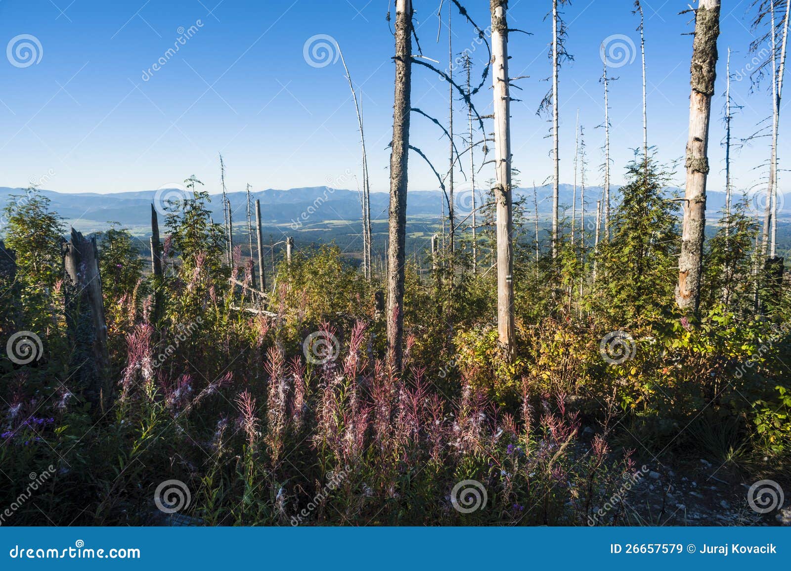 Dead forest in autumn stock image. Image of landscape - 26657579