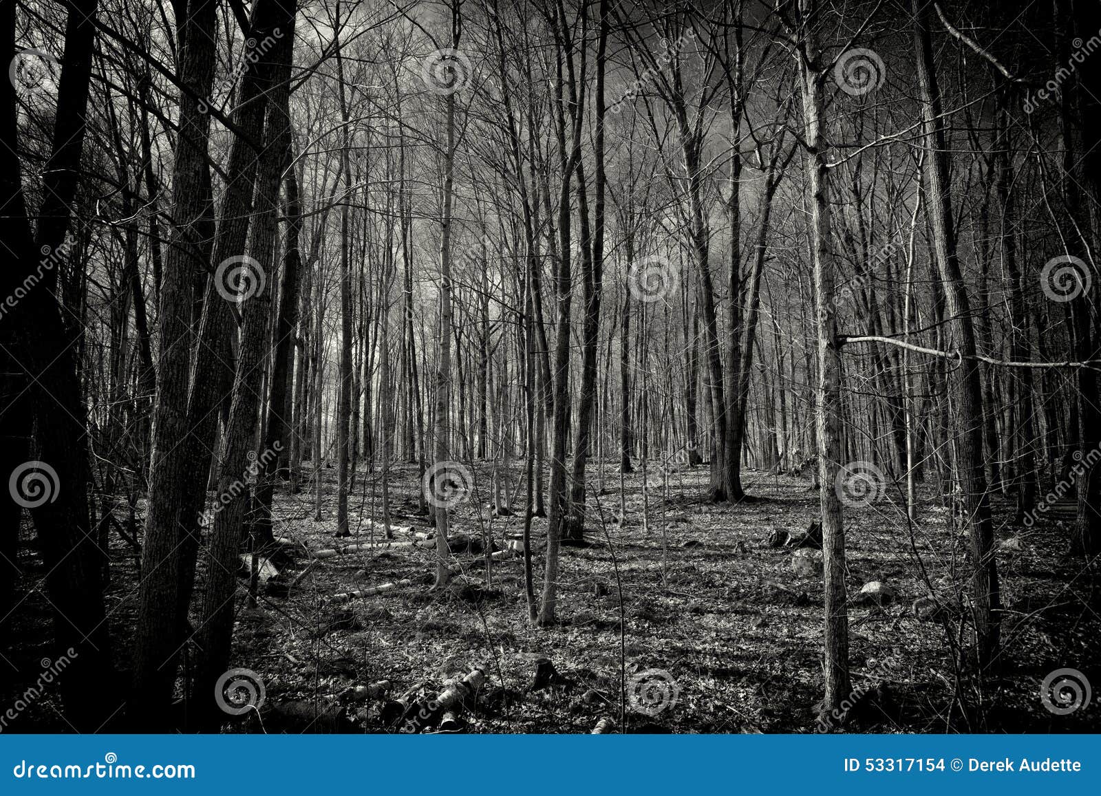 Dead Forest Black and White Nature Background Stock Photo - Image of ...