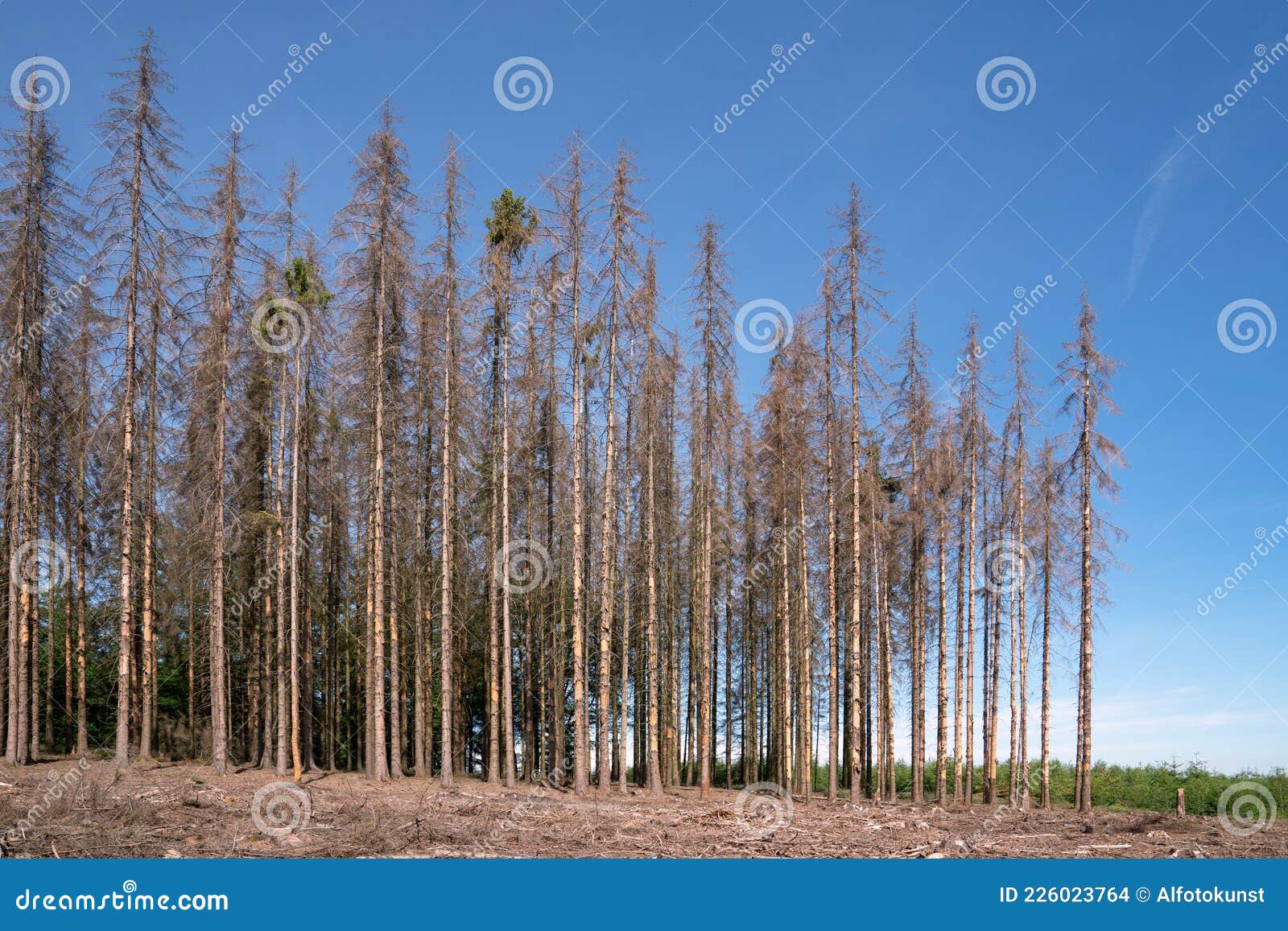 Dead Forest, Forest Dieback in Germany Stock Photo - Image of biotope ...