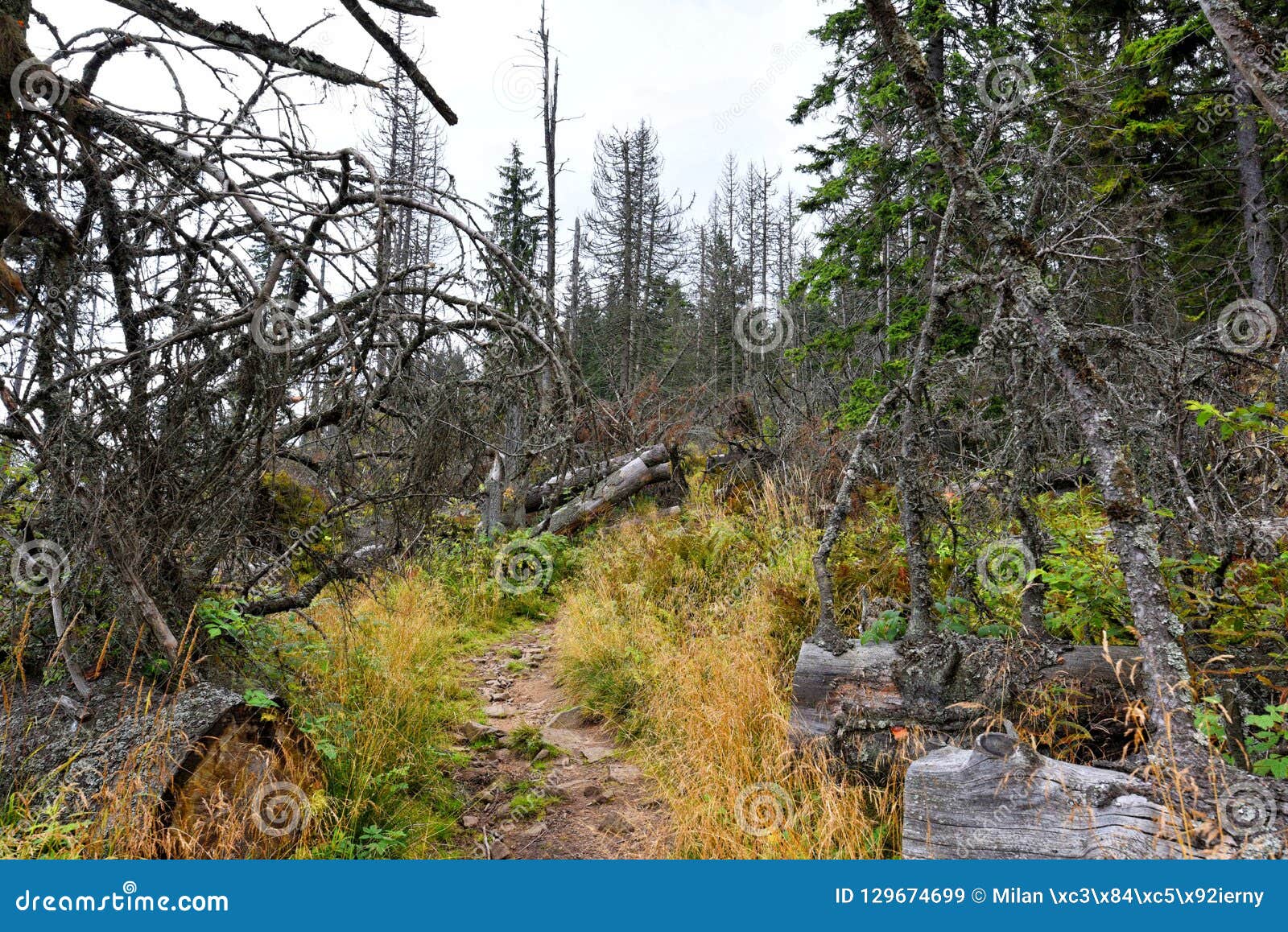 Dead Forest stock image. Image of forest, park, view - 129674699