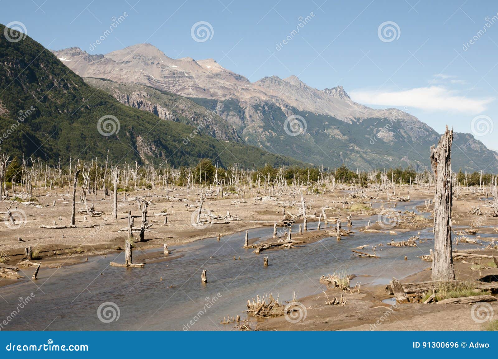 Dead Forest from Eruption of Hudson Volcano - Chile Stock Photo - Image ...