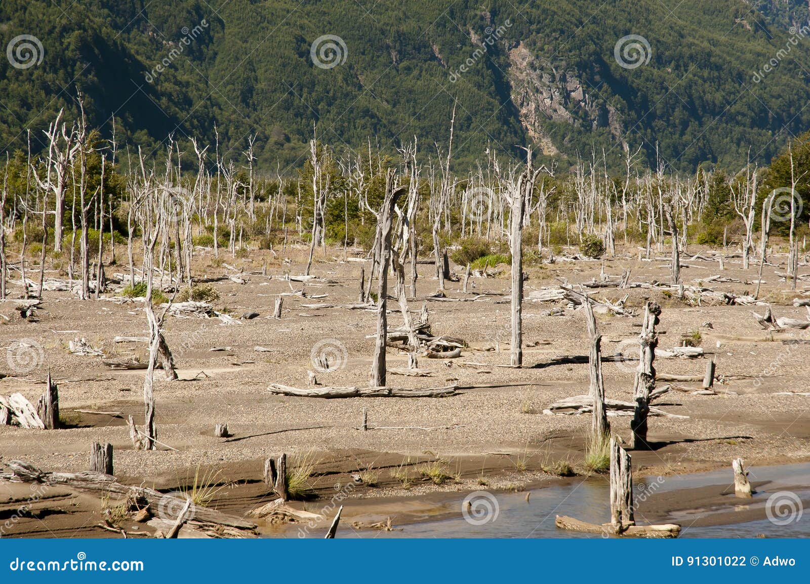 Dead Forest from Eruption of Hudson Volcano - Chile Stock Photo - Image ...