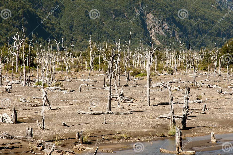 Dead Forest from Eruption of Hudson Volcano - Chile Stock Photo - Image ...