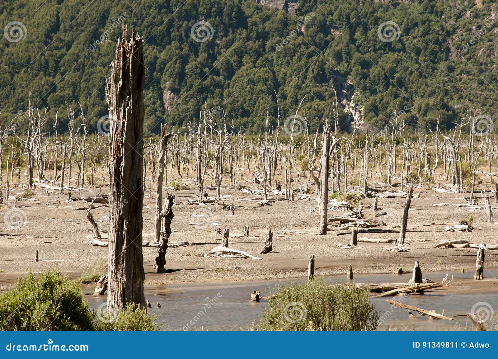 Dead Forest from Eruption of Hudson Volcano - Chile Stock Image - Image ...