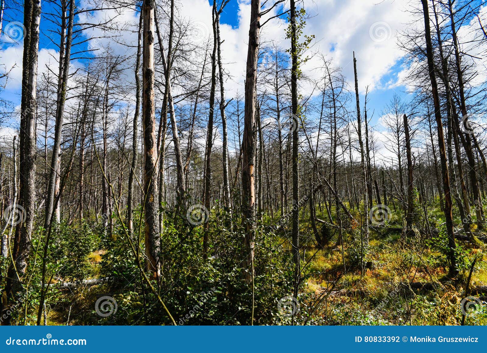 Dead forest in Europe. stock photo. Image of podlasie - 80833392