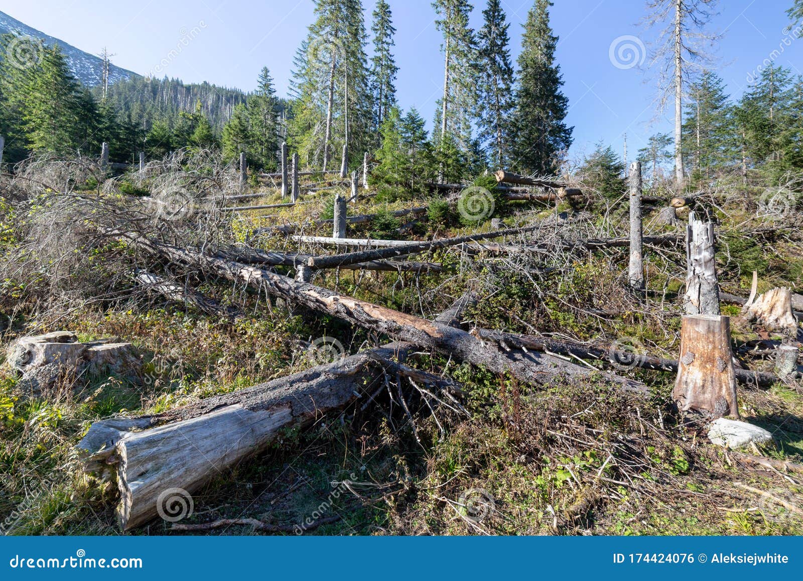 Dead Forest, Fallen Trees after Hurricane Stock Photo - Image of ...