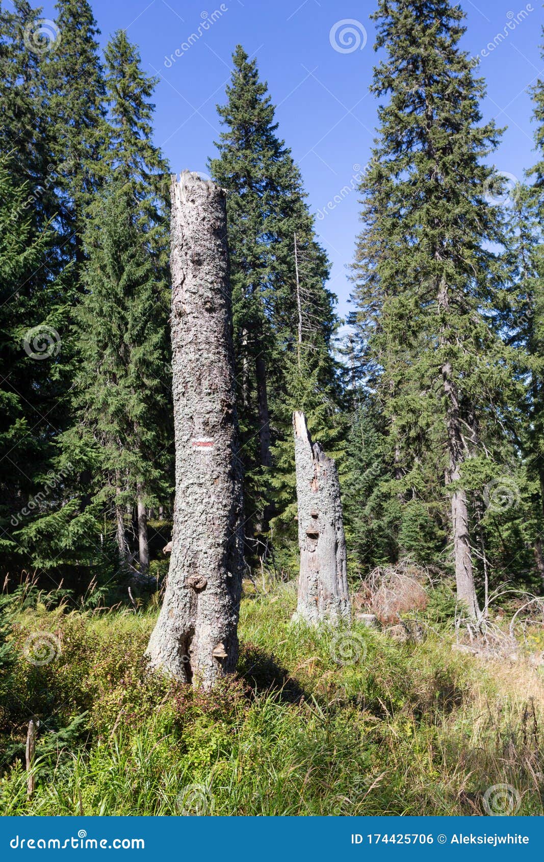 Dead Forest, Fallen Trees after Hurricane Stock Photo - Image of ...