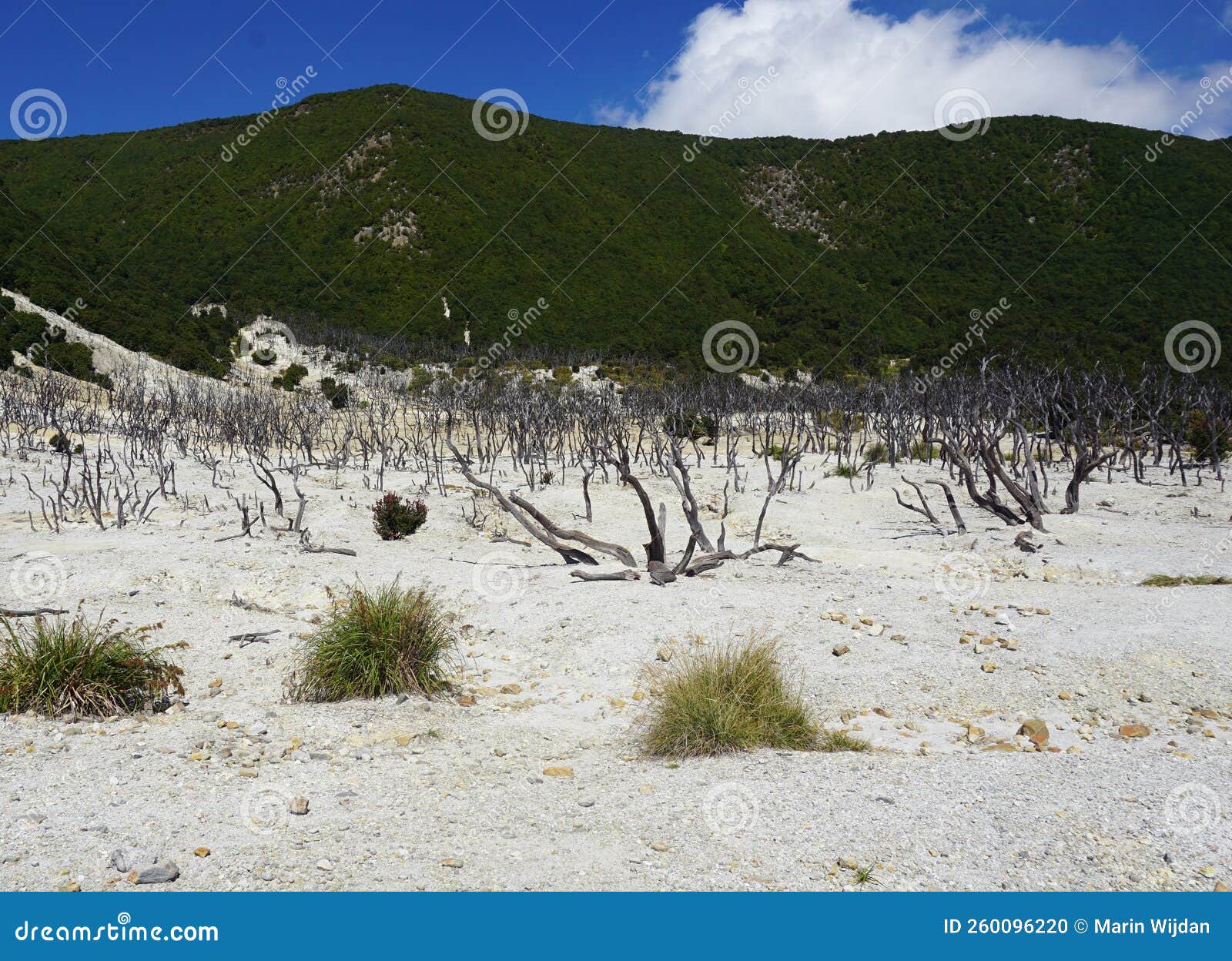 Dead Forest Landscape stock photo. Image of dead, landscape - 260096220 Dead Forest Landscape stock photo. Image of dead, landscape - 260096220