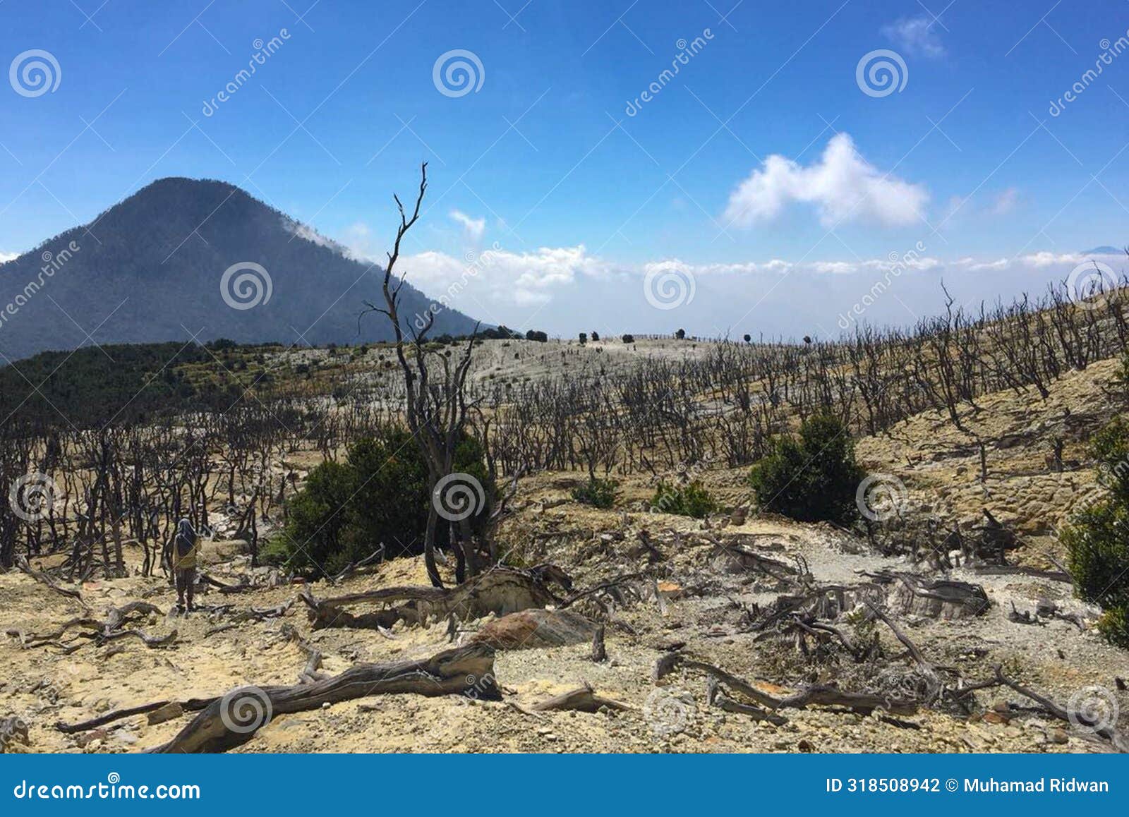 Dead Forest in Mount Papandayan Stock Photo - Image of color, forests ... Dead Forest in Mount Papandayan Stock Photo - Image of color, forests ...