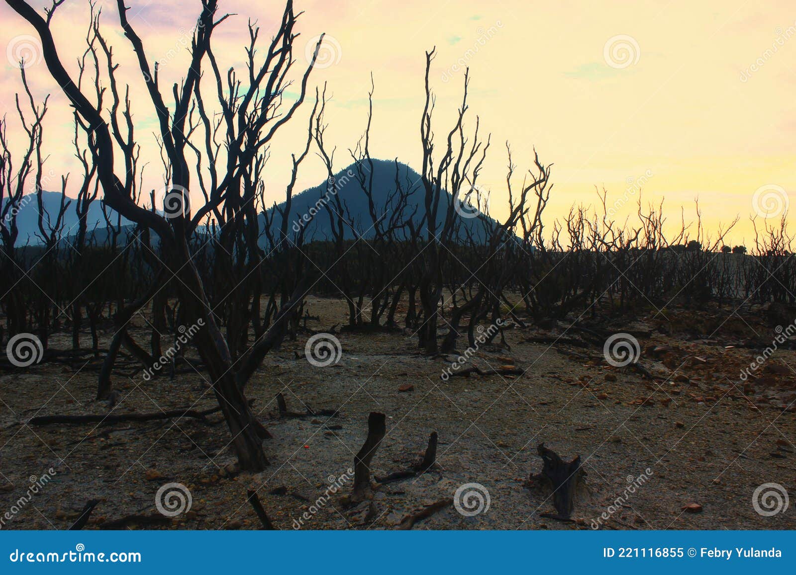 Dead Forest at Papandayan Mountain Stock Image - Image of tree, forest ... Dead Forest at Papandayan Mountain Stock Image - Image of tree, forest ...
