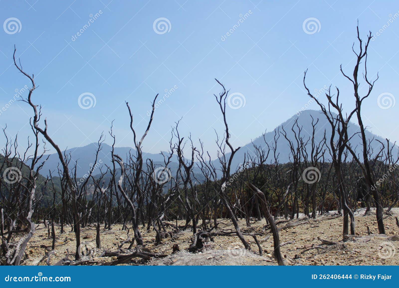 Dead Forest Papandayan Mountains Stock Photo - Image of fluffy ... Dead Forest Papandayan Mountains Stock Photo - Image of fluffy ...