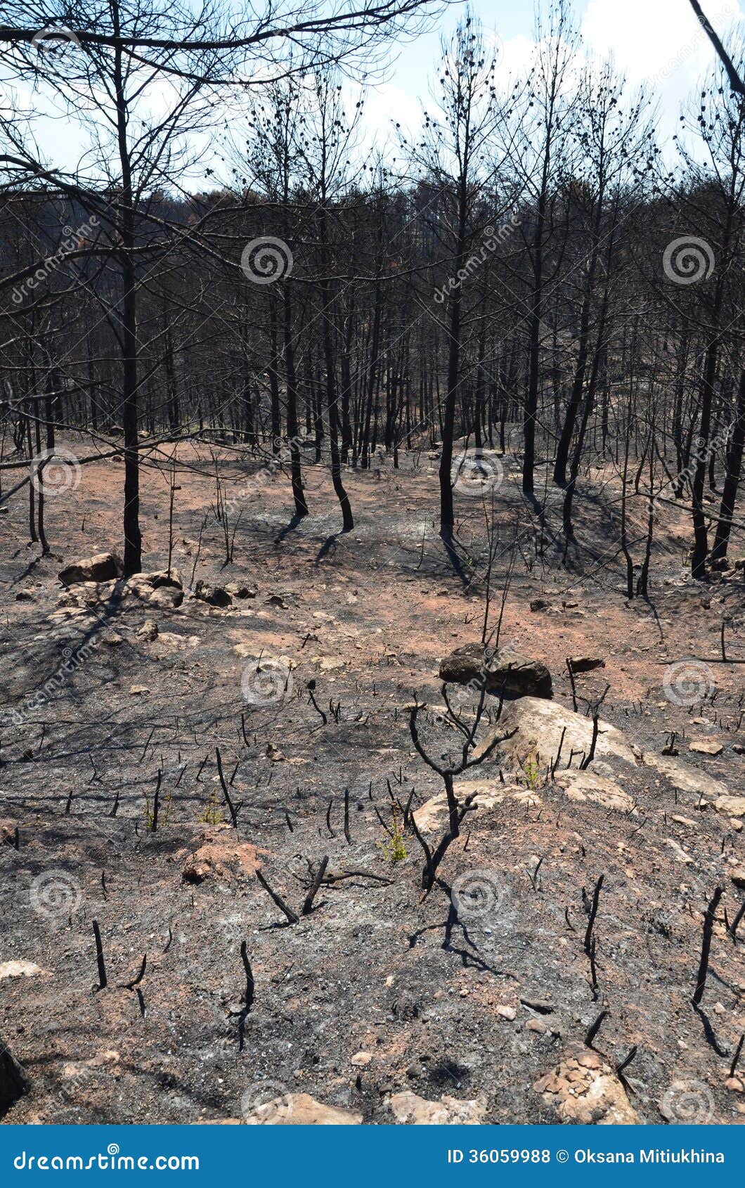 Dead forest stock photo. Image of trespassed, empty, barren - 36059988