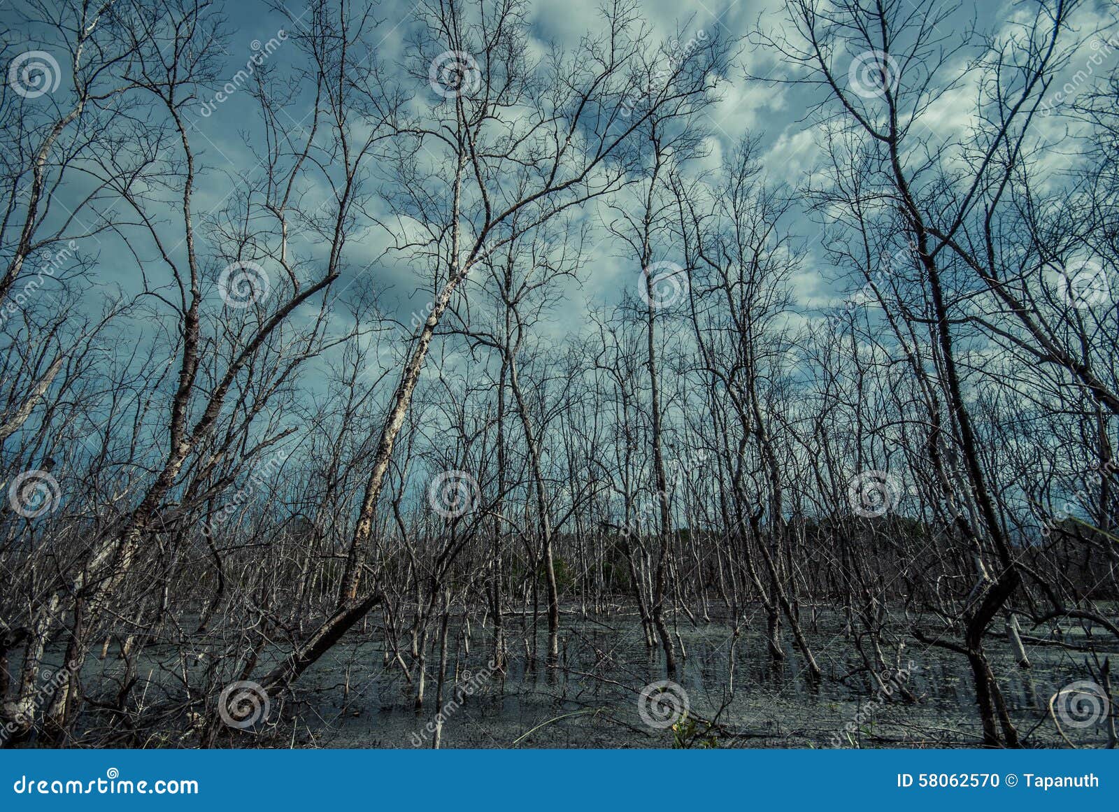 Dead forest in a swamp stock photo. Image of bangkung - 58062570