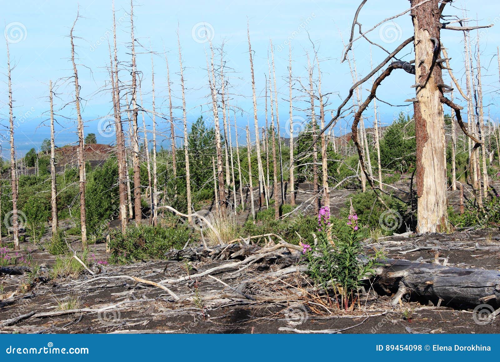 Dead Forest, Tolbachik Volcano Stock Photo - Image of alpine, color ...
