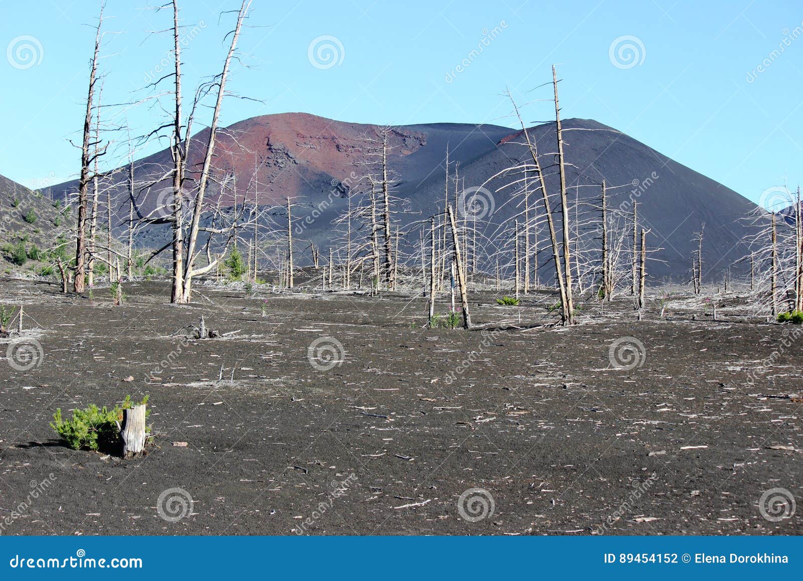 Dead Forest, Tolbachik Volcano Stock Photo - Image of earthquake ...