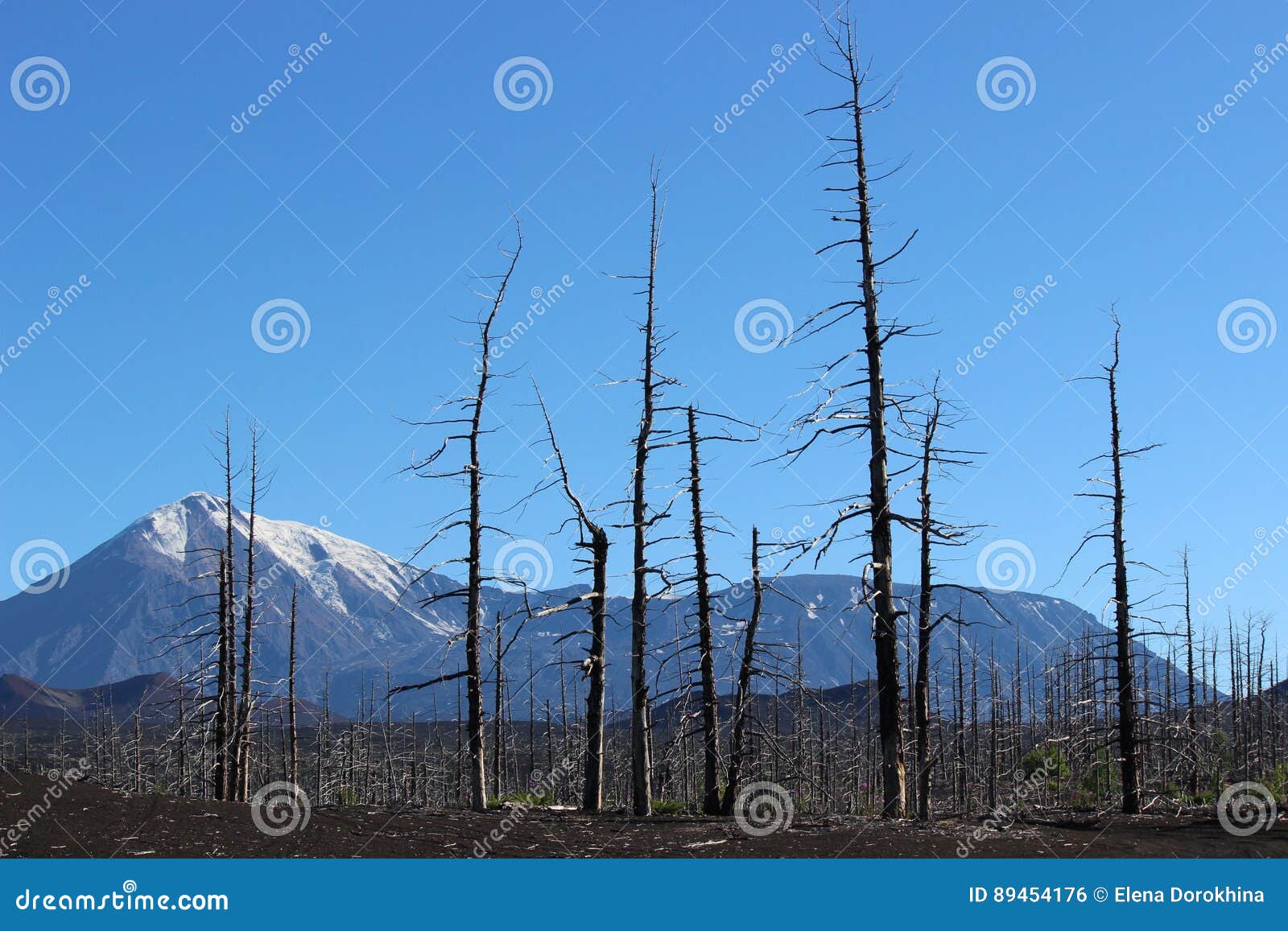 Dead Forest, Tolbachik Volcano Stock Photo - Image of adventure ...