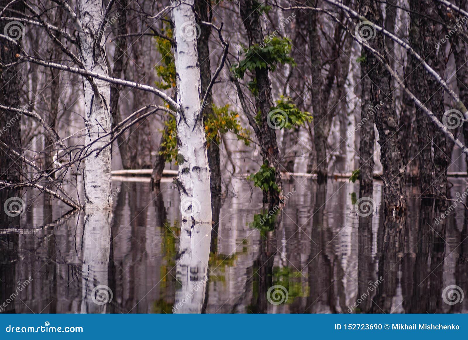 Dead Forest Under the Water of Bureya River Dam Stock Photo - Image of ...