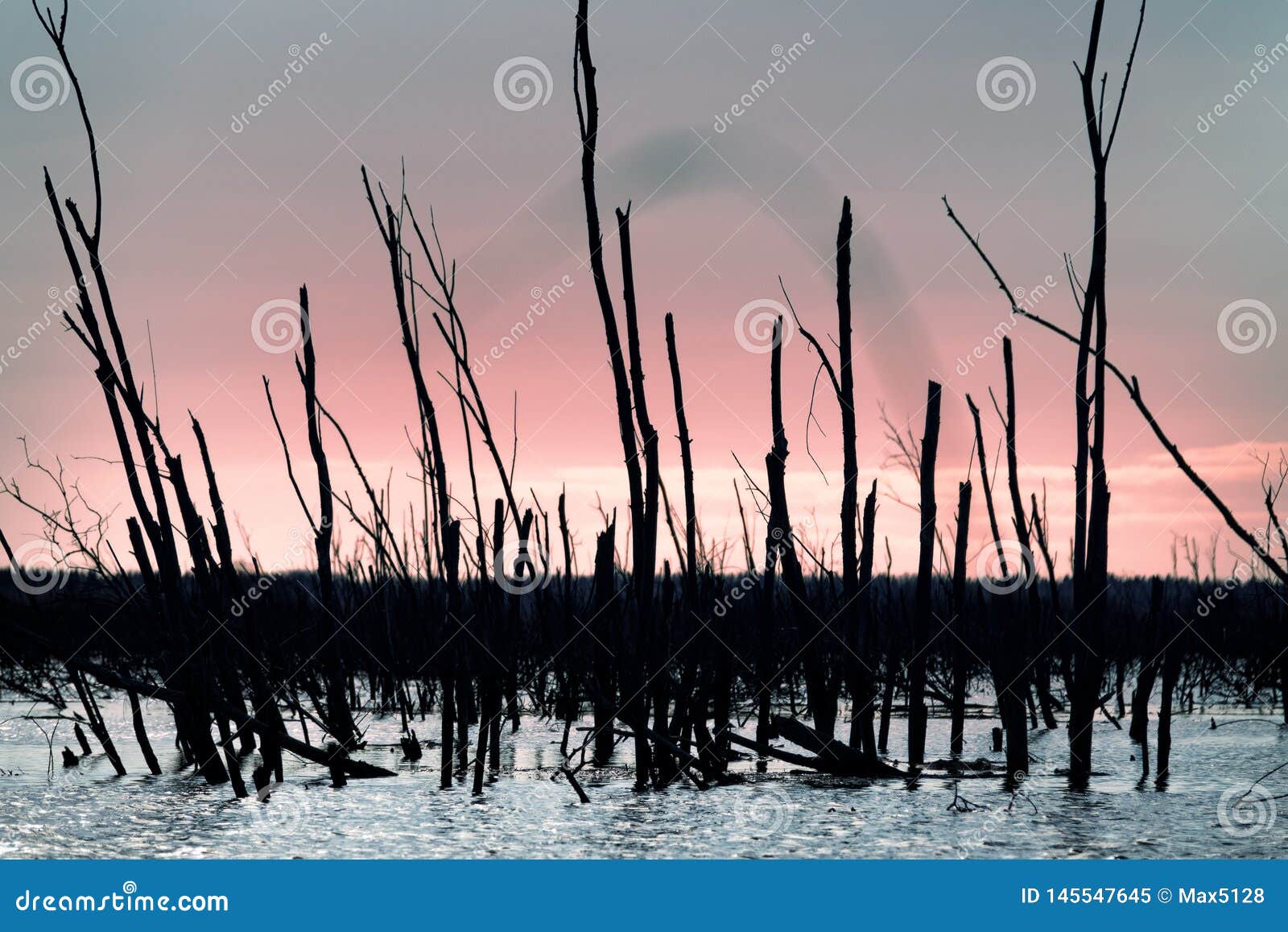 Dead forest stock image. Image of ecology, bare, floodwaters - 145547645