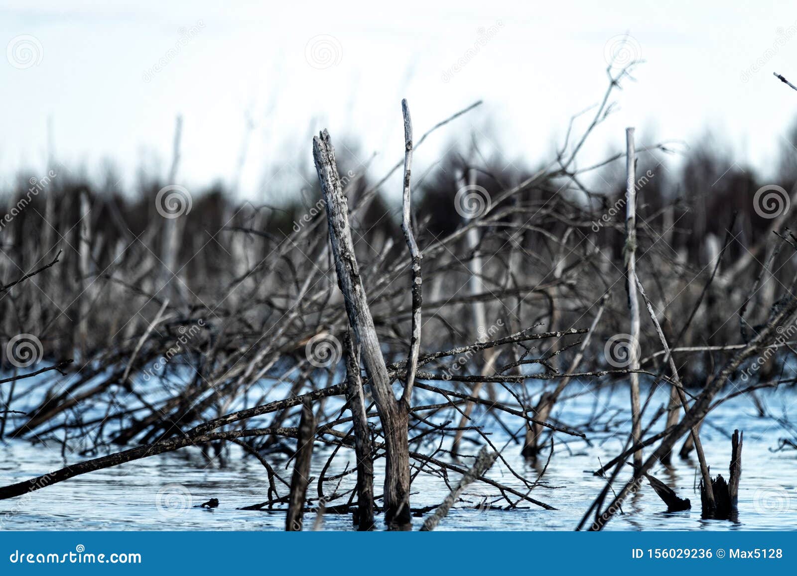 Dead forest stock photo. Image of danger, forest, bare - 156029236