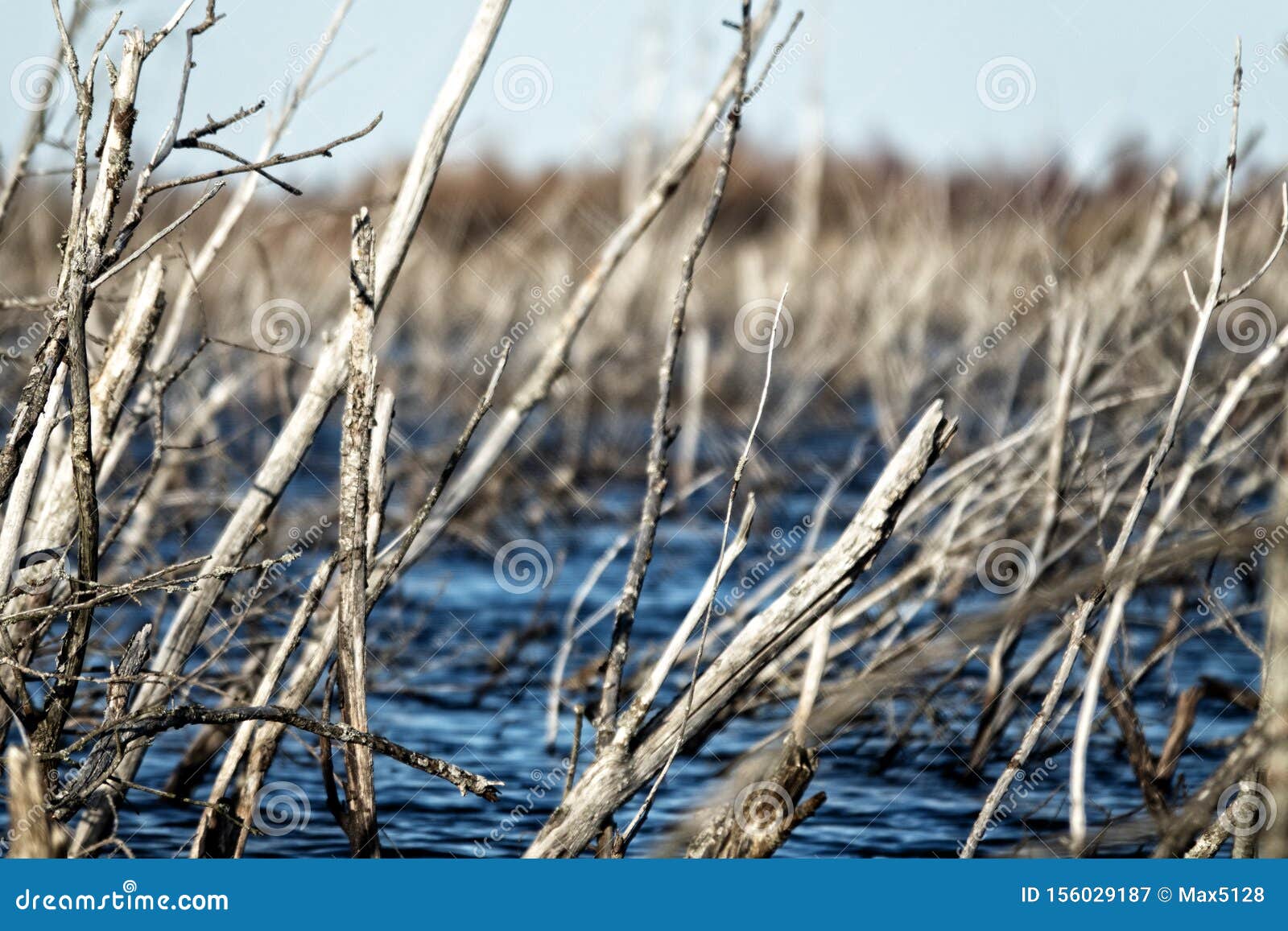 Dead forest stock image. Image of forest, deforestation - 156029187