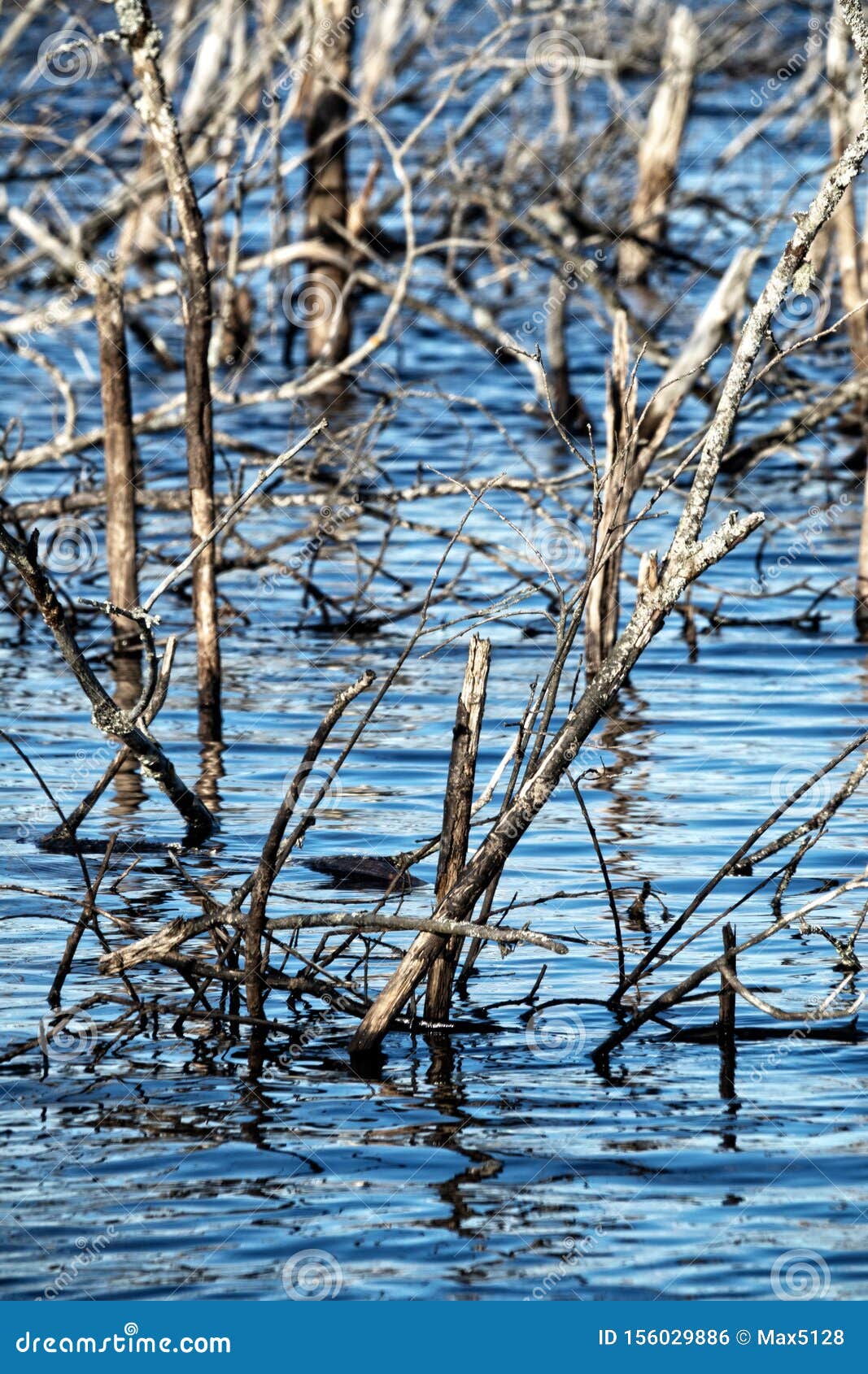 Dead forest stock photo. Image of high, environmental - 156029886