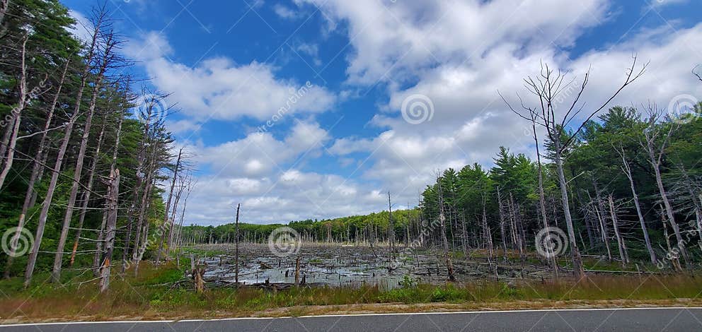 Dead Forest in Wendell stock image. Image of nature - 260906169