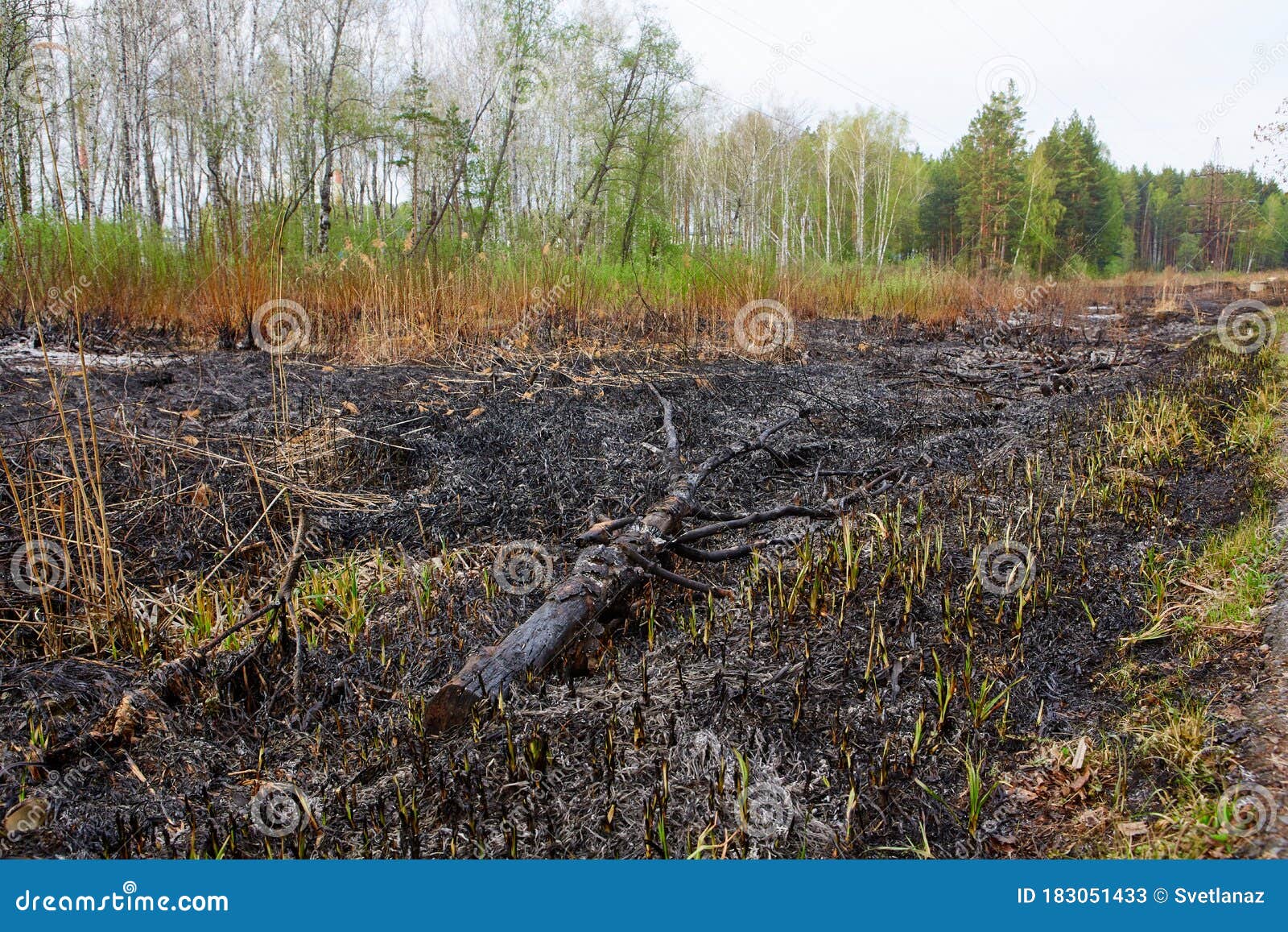 Dead Forest after Wildfire. Burnt Woods and Tree in the Forest after ...