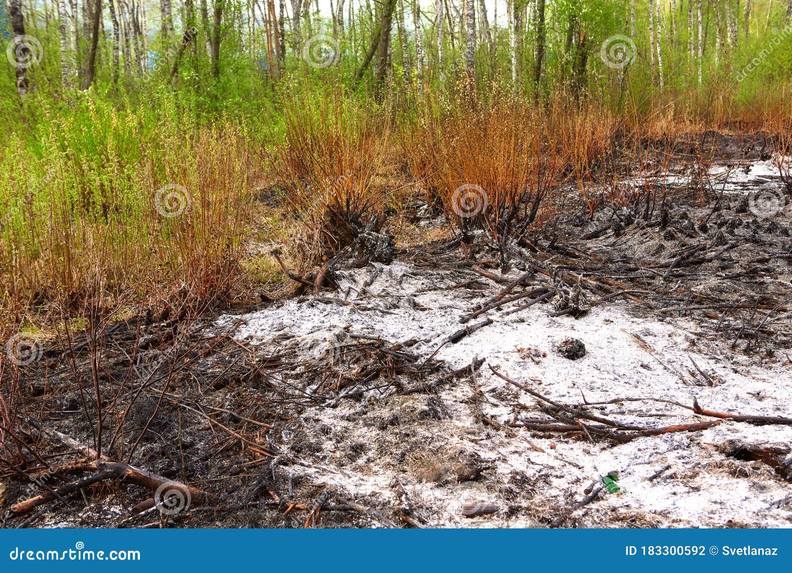 Dead Forest after Wildfire. Burnt Woods and Tree in the Forest after ...