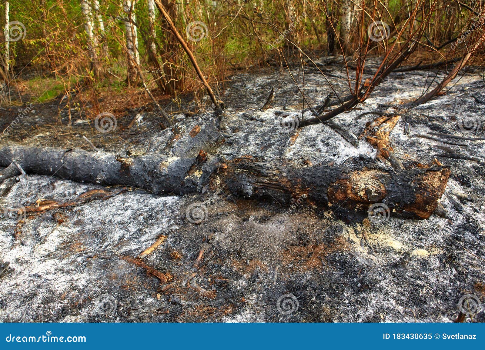Dead Forest after Wildfire. Burnt Woods and Tree in the Forest after ...