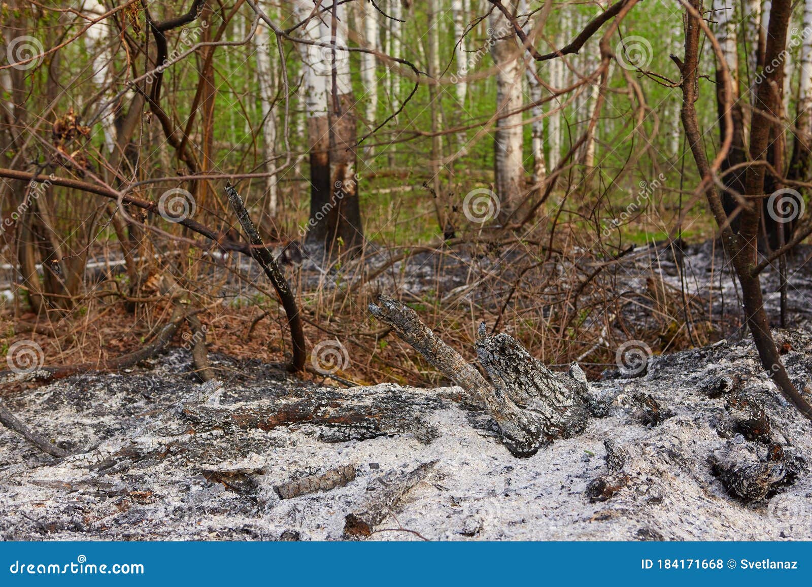 Dead Forest after Wildfire. Burnt Woods and Tree in the Forest after ...