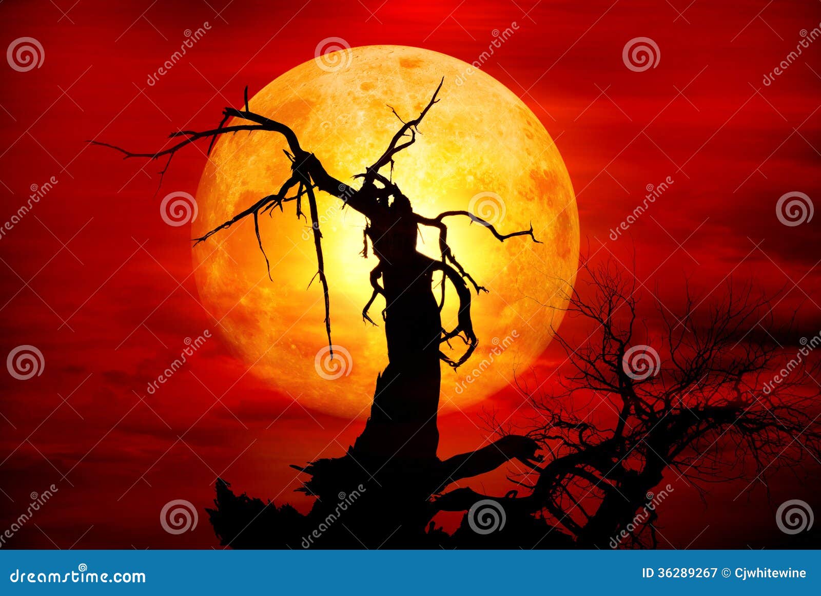 Dead forests stock image. Image of dead, halloween, glowing - 36289267 Dead forests stock image. Image of dead, halloween, glowing - 36289267