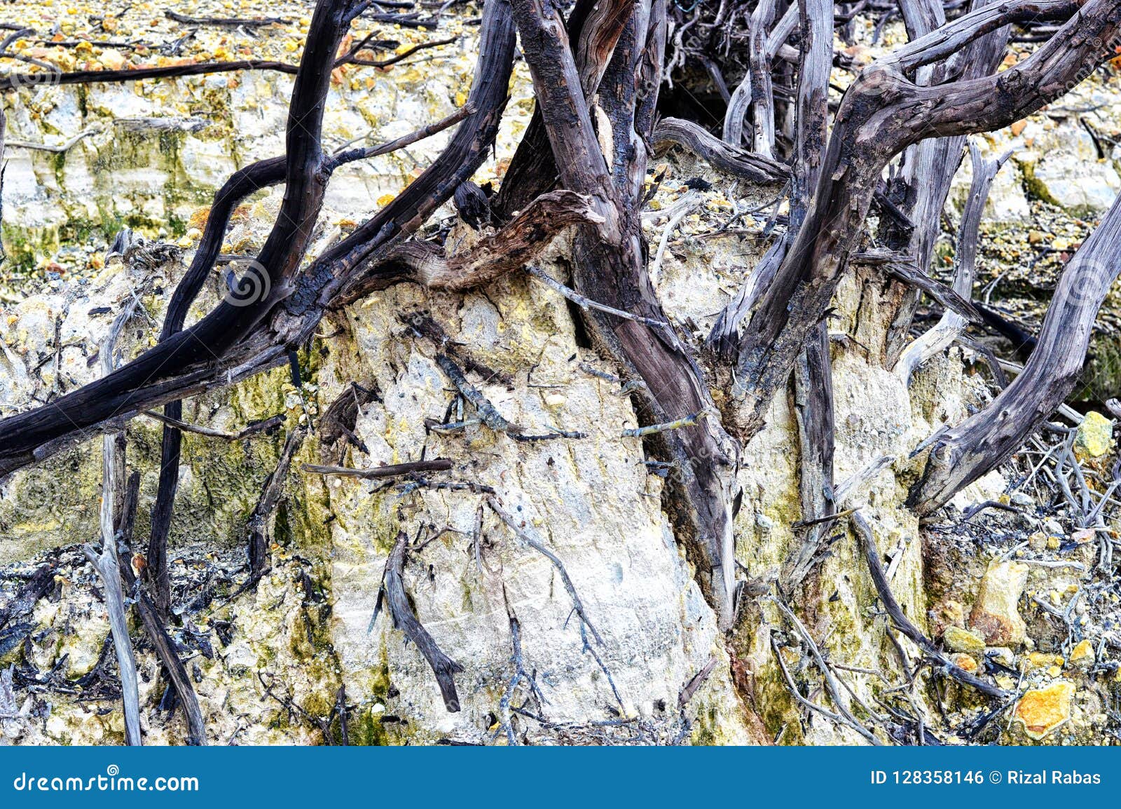 Dead Forests in the Mountains Stock Photo - Image of beautiful, natural ... Dead Forests in the Mountains Stock Photo - Image of beautiful, natural ...
