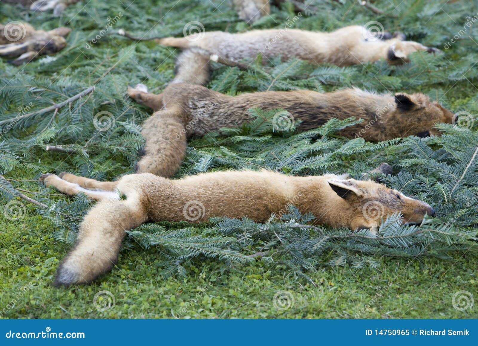 Dead foxes stock image. Image of huntings, exteriors - 14750965