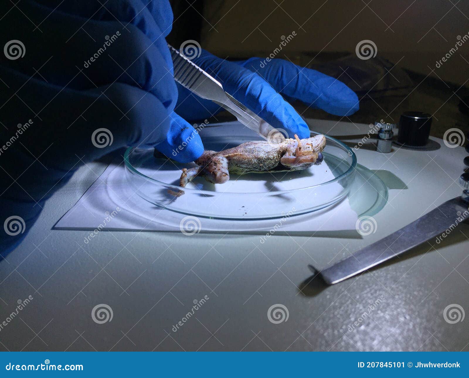 A Dead Frog Being Dissected Under the Microscope while Wearing Safety ...