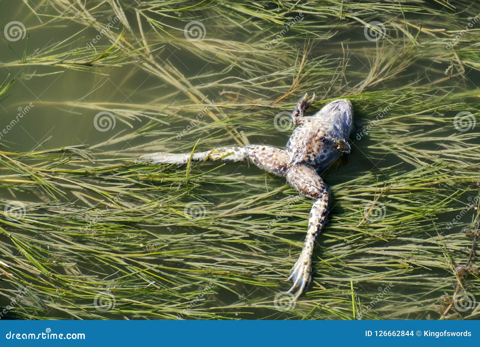 Dead Frog Float on the Water Surface Stock Photo - Image of family ...