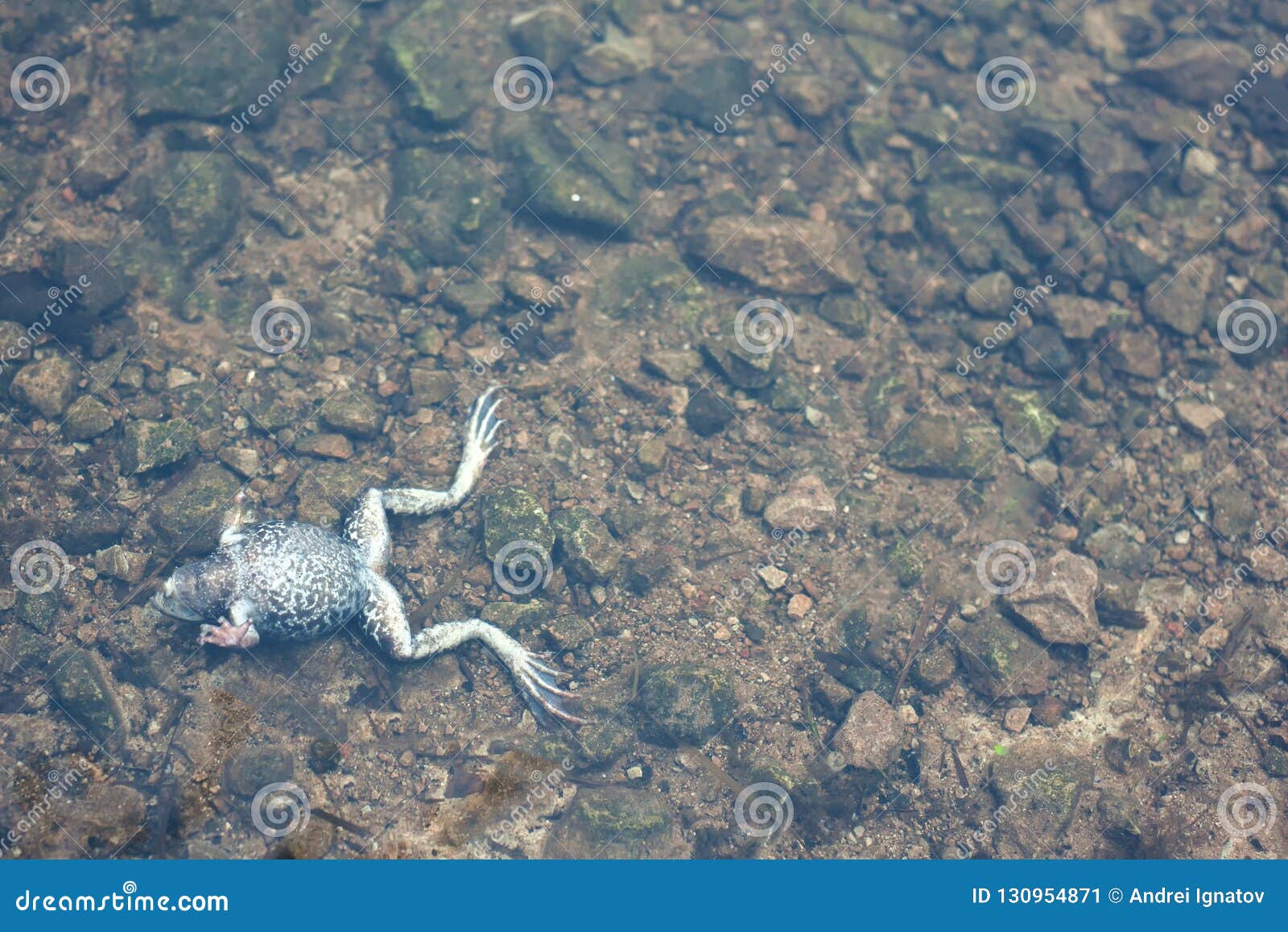 Dead Frog Under Water. Ecology Problem. Stock Image - Image of close ...