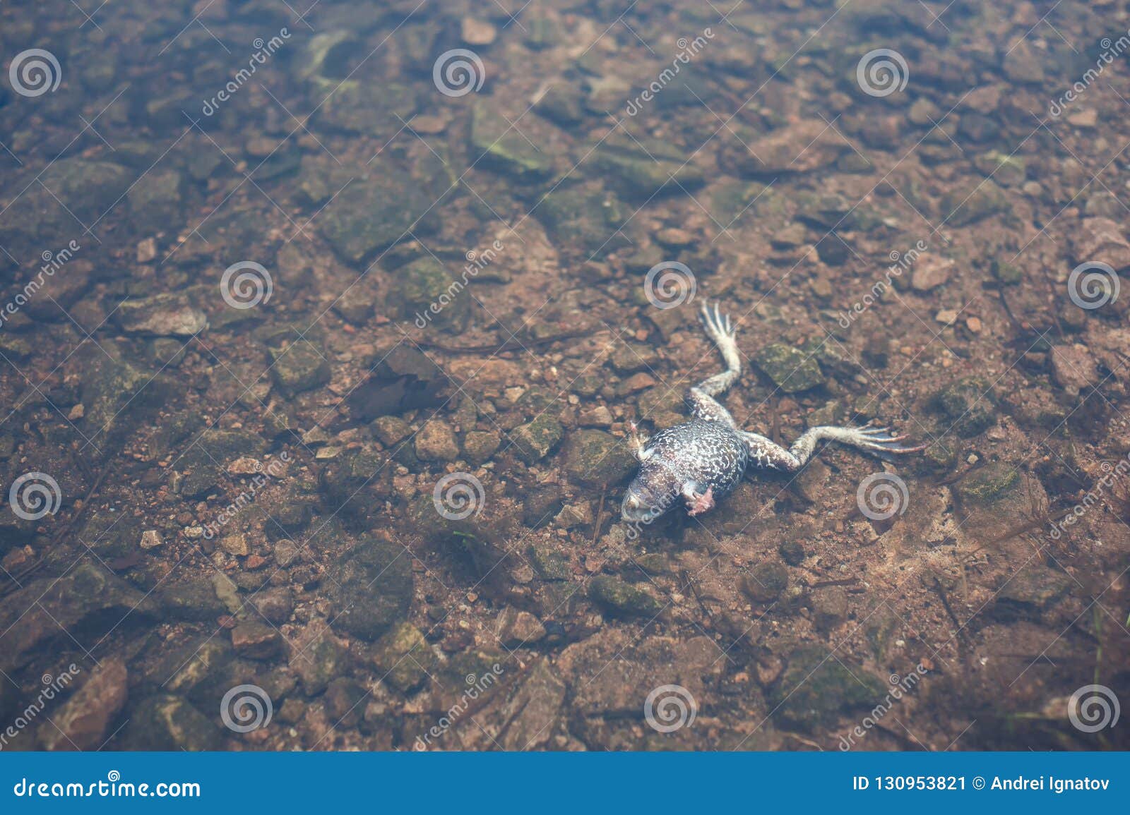 Dead Frog Under Water. Ecology Problem. Stock Image - Image of detail ...