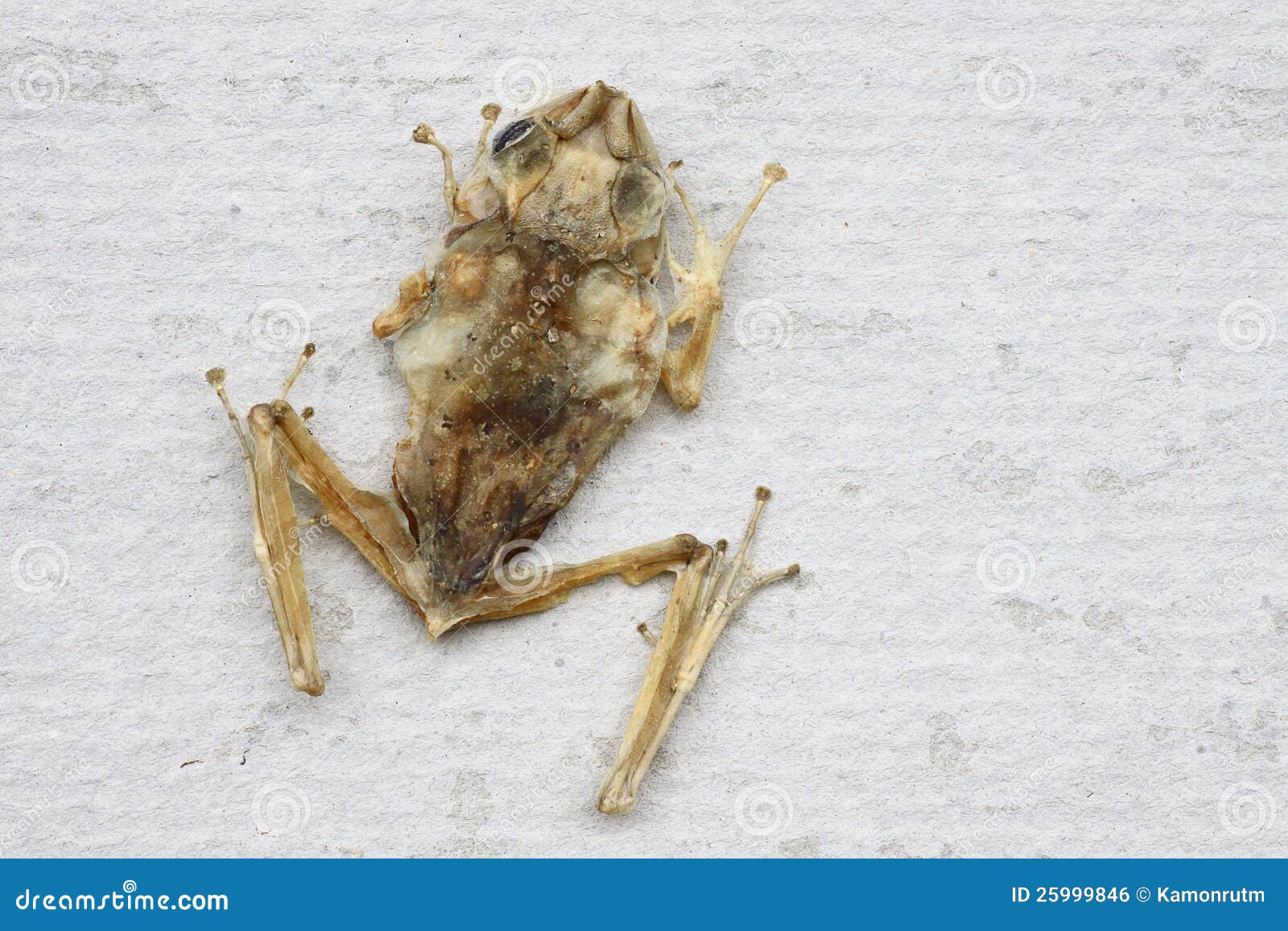 Dead frog on the wall stock photo. Image of mummy, death - 25999846