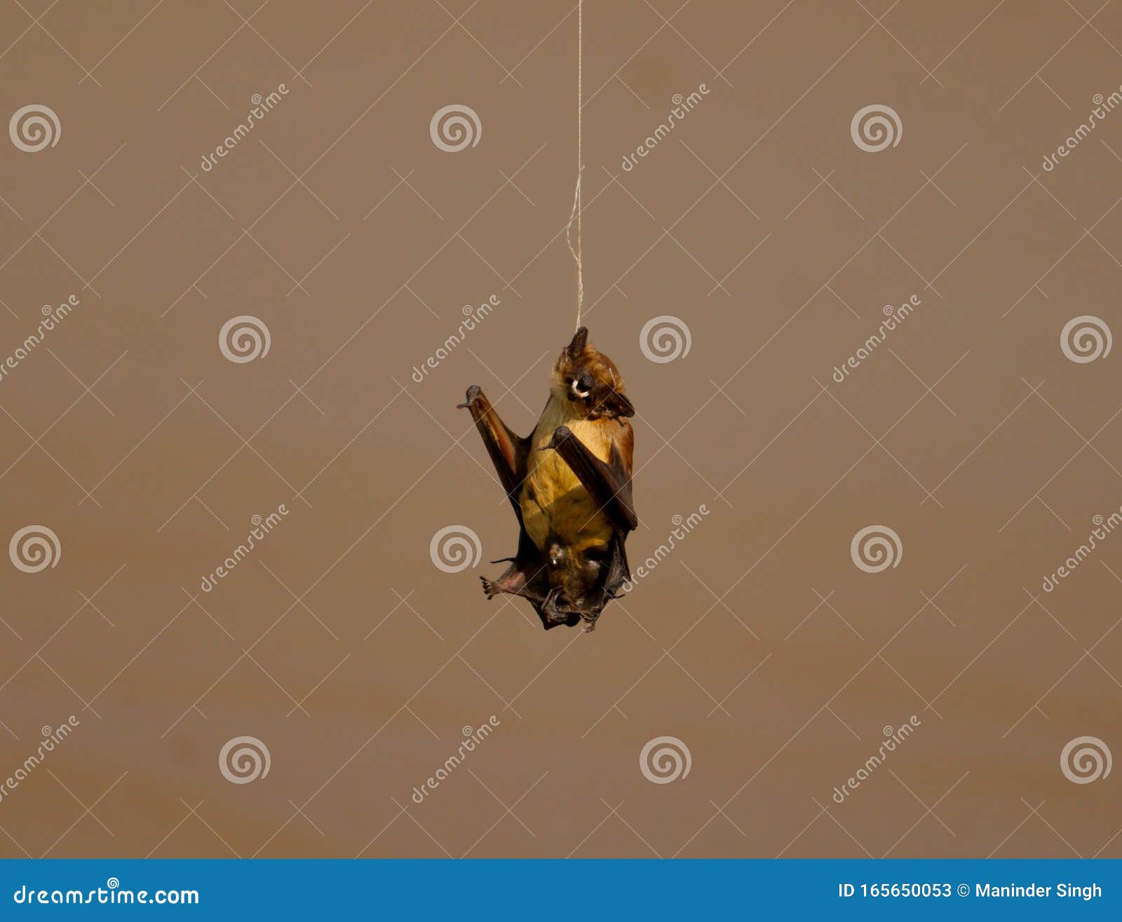 Dead bat stuck with wire. stock image. Image of indian - 165650053