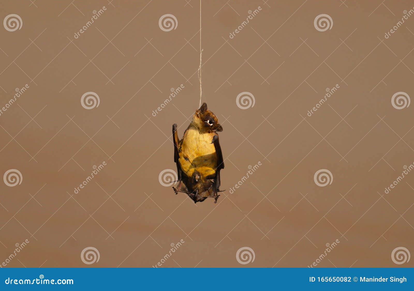 Dead bat stuck with wire. stock photo. Image of close - 165650082