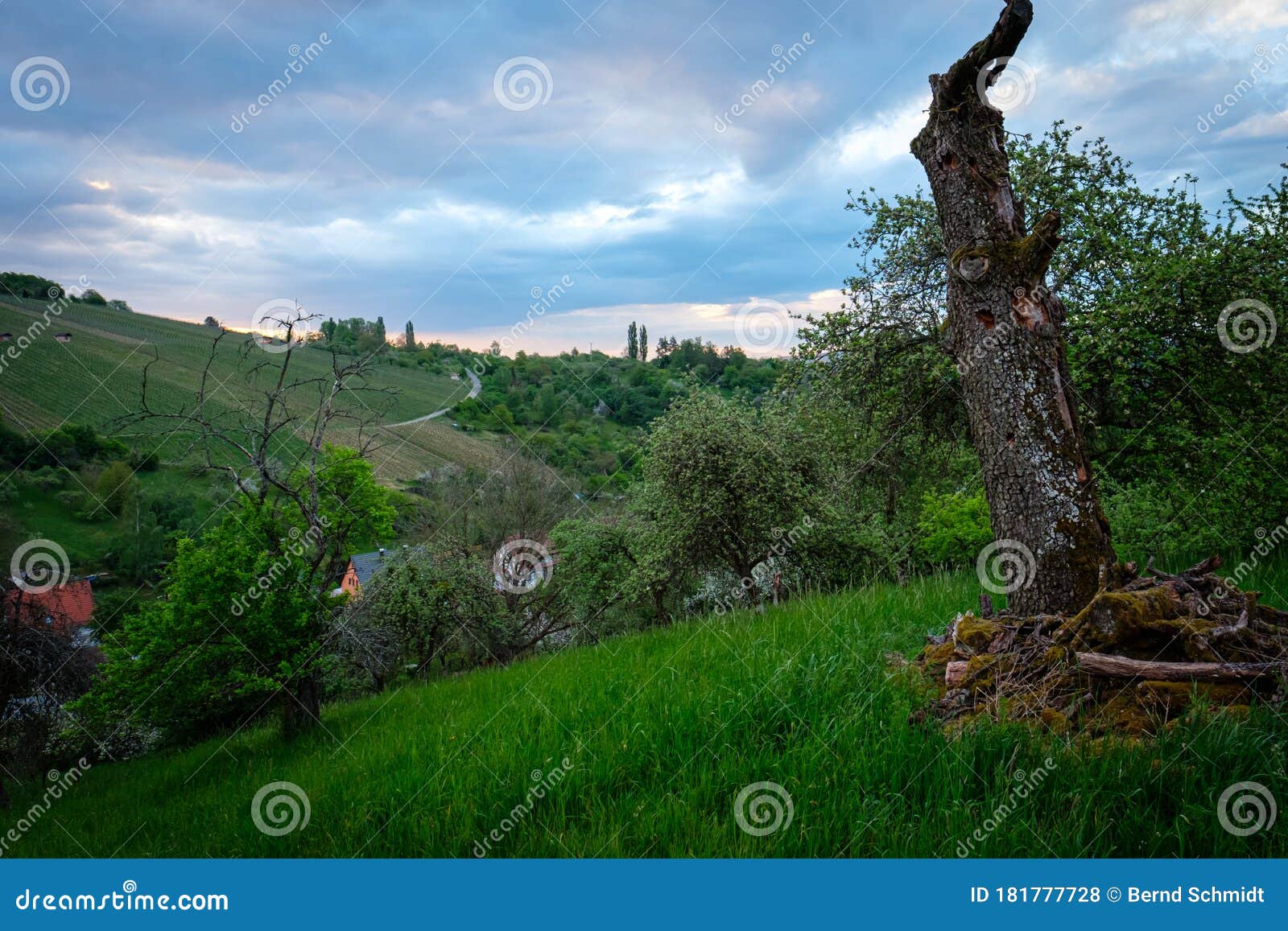 Dead Fruit Tree Trunk on a Meadow with Clouds Stock Photo - Image of ...