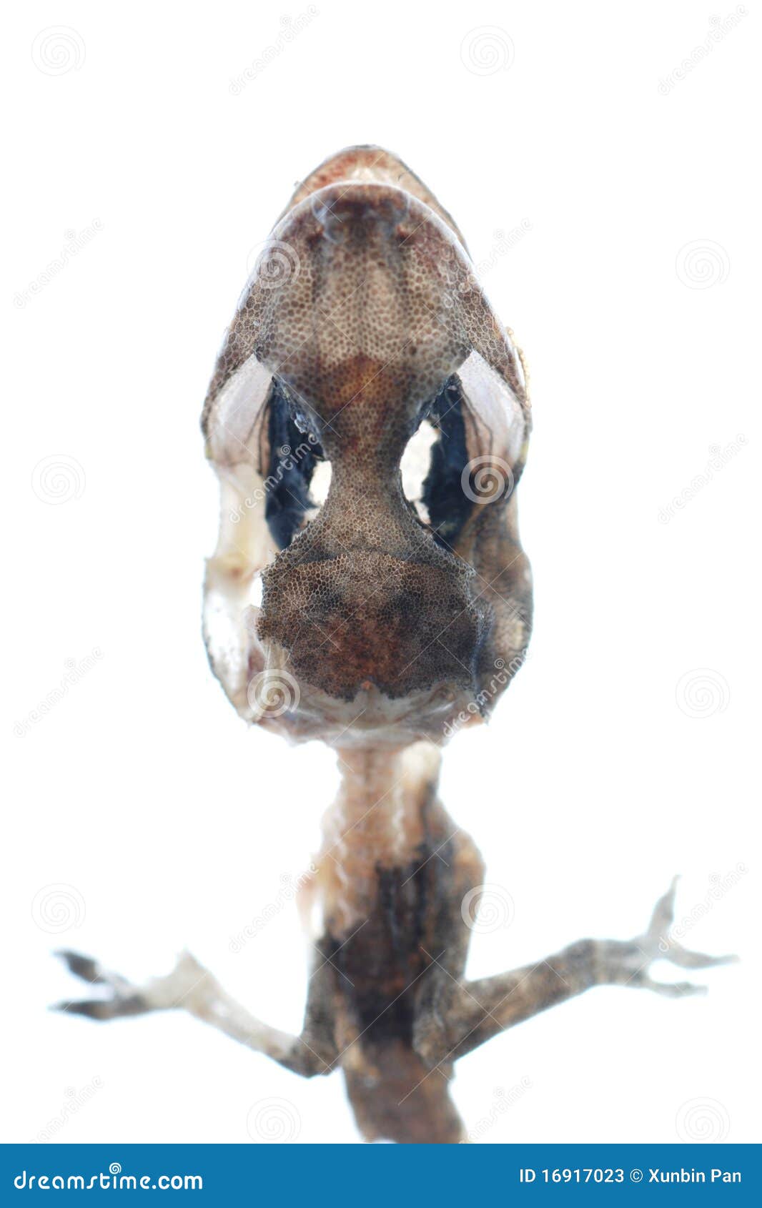 Dead gecko skull stock image. Image of clay, natural - 16917023