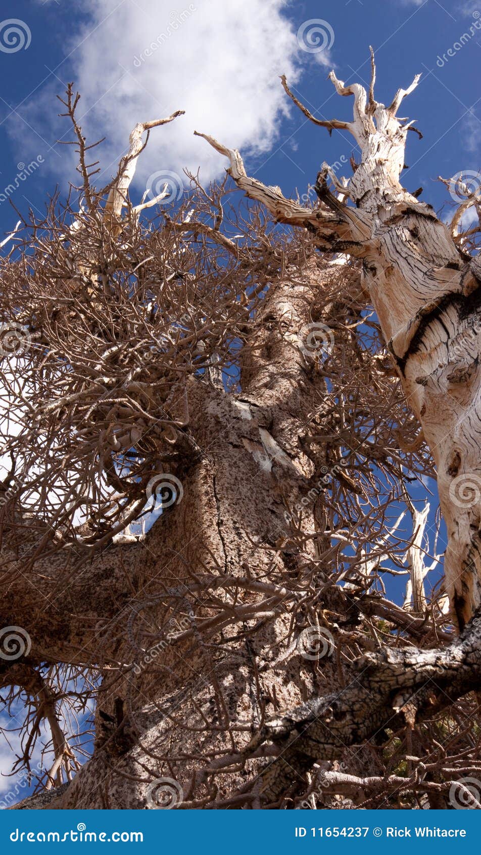 Dead Giant stock image. Image of nevada, plant, sierra - 11654237