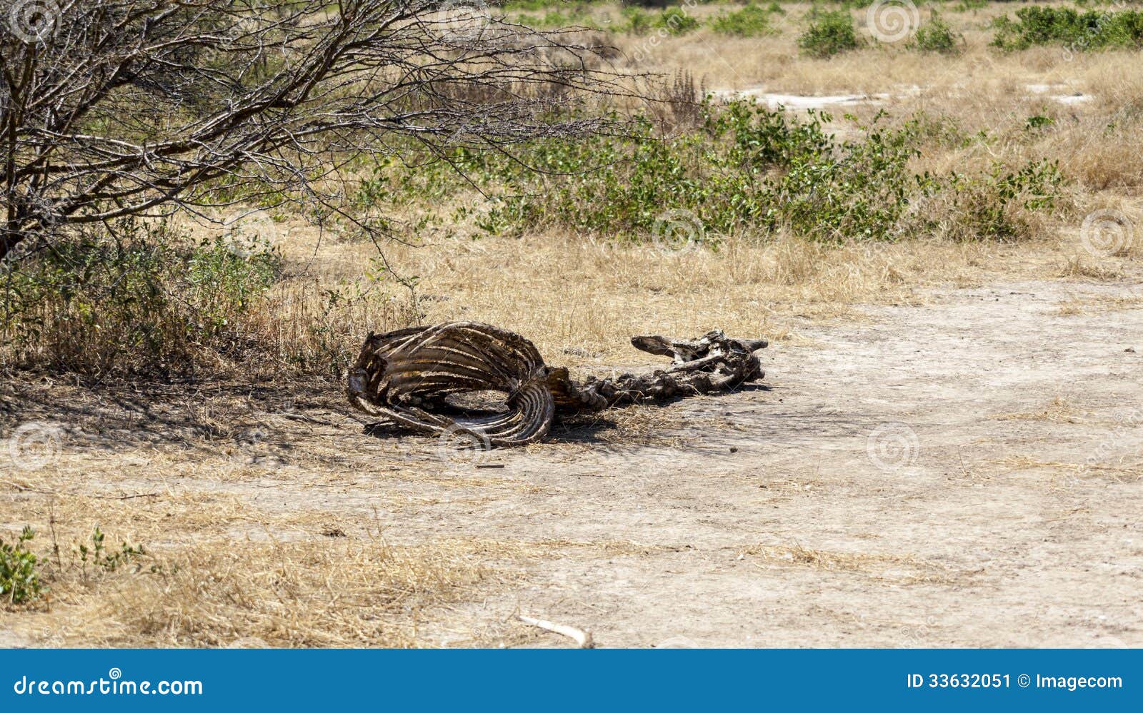 Dead Giraffe by the Road stock image. Image of mara, kenya - 33632051