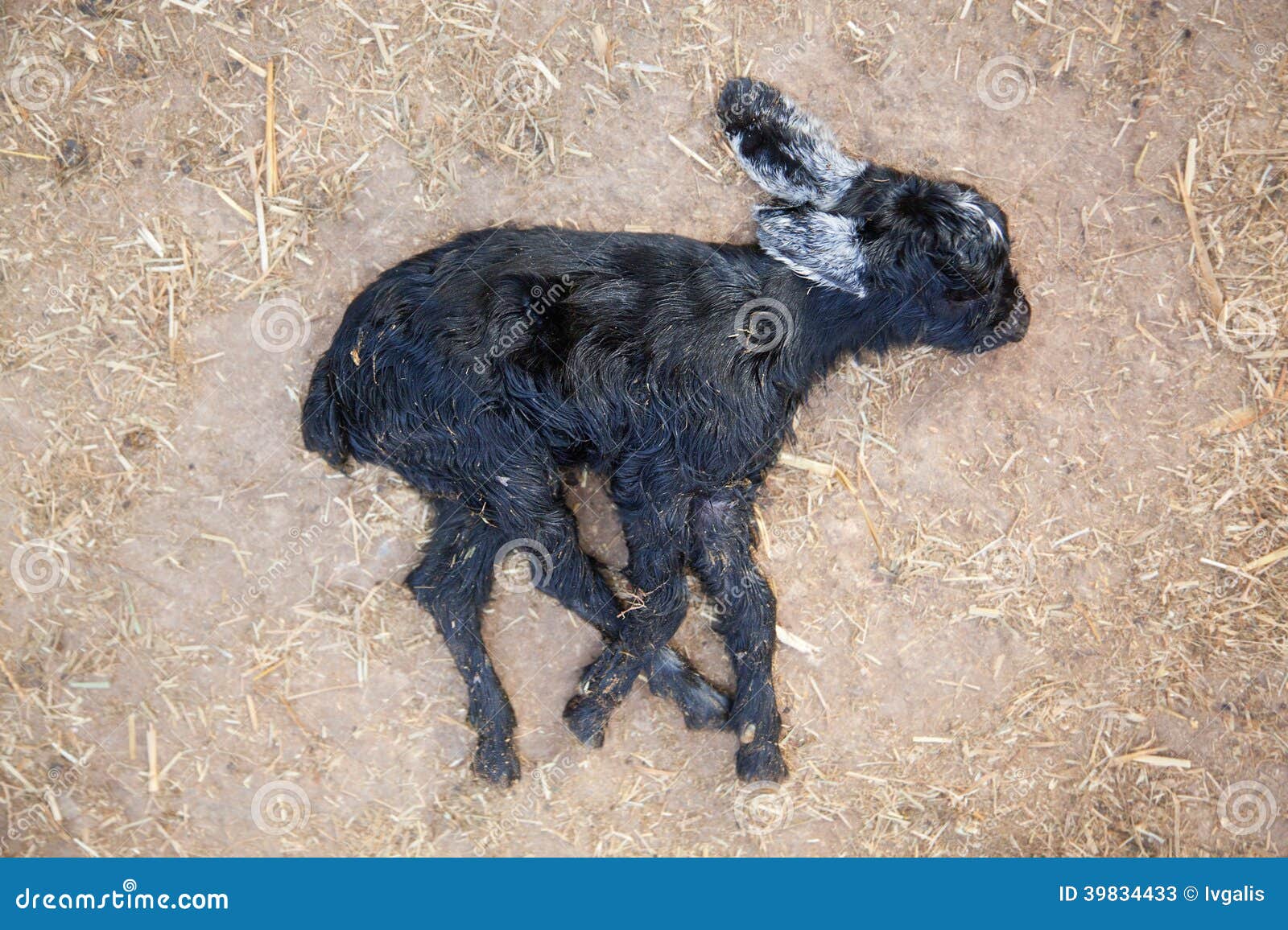 Dead goatling stock image. Image of goat, cattle, livestock - 39834433